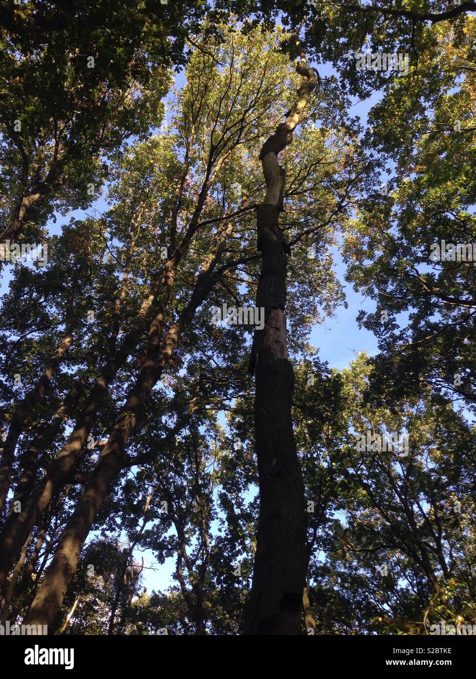 Tall dead tree hi-res stock photography and images - Alamy