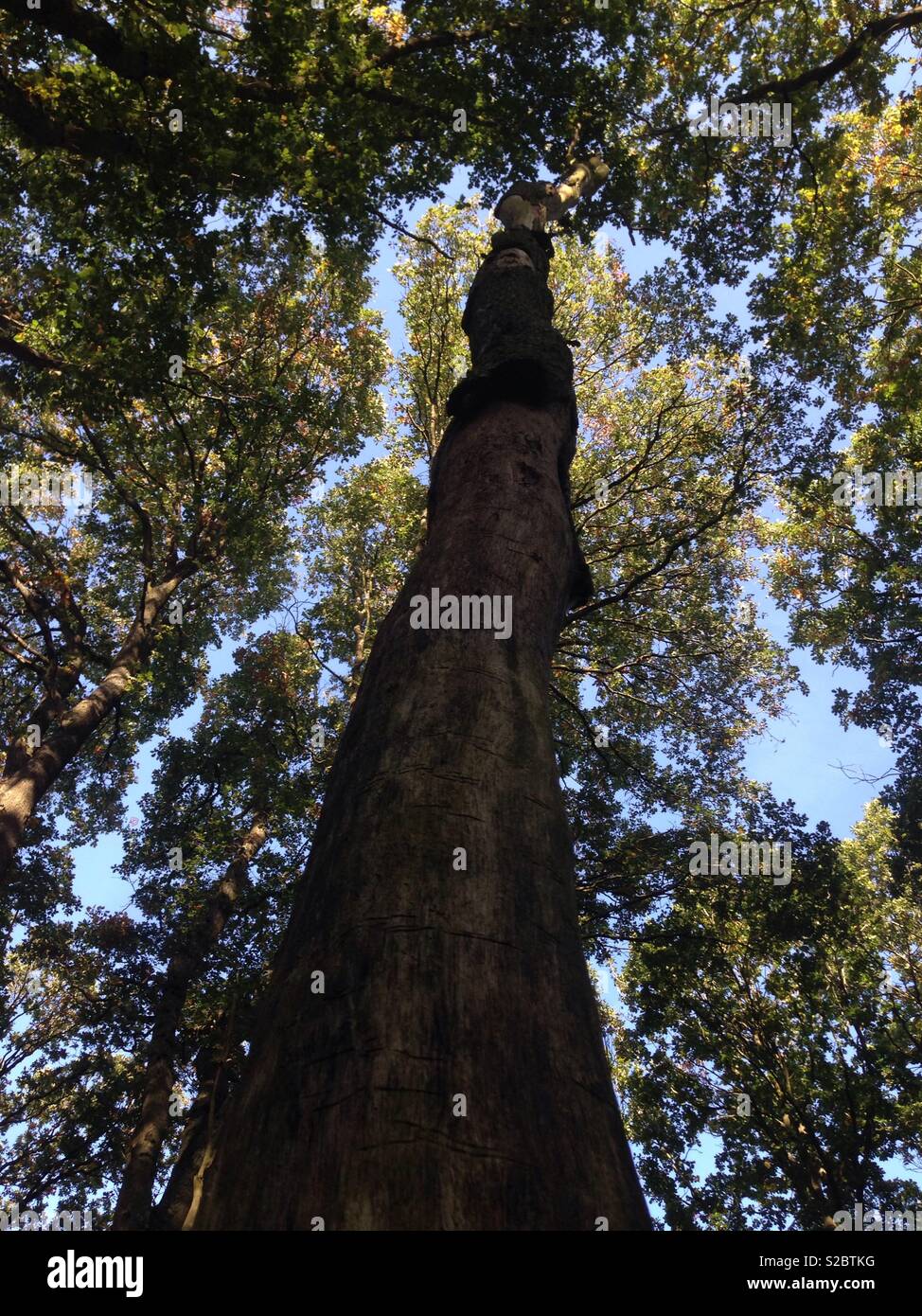 Dead withered tree blue sky hi-res stock photography and images - Alamy