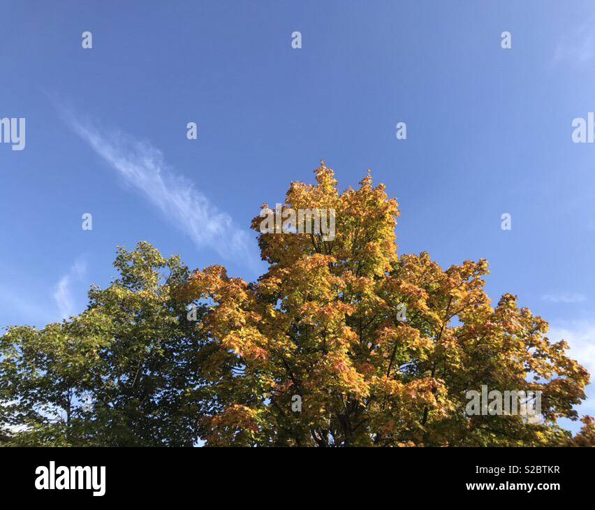 Green treetops and blue sky hi-res stock photography and images - Alamy