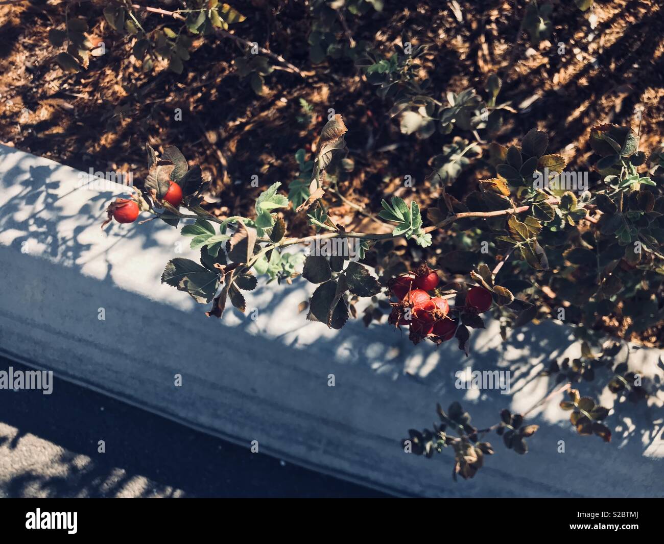 Crunch berries hi-res stock photography and images - Alamy