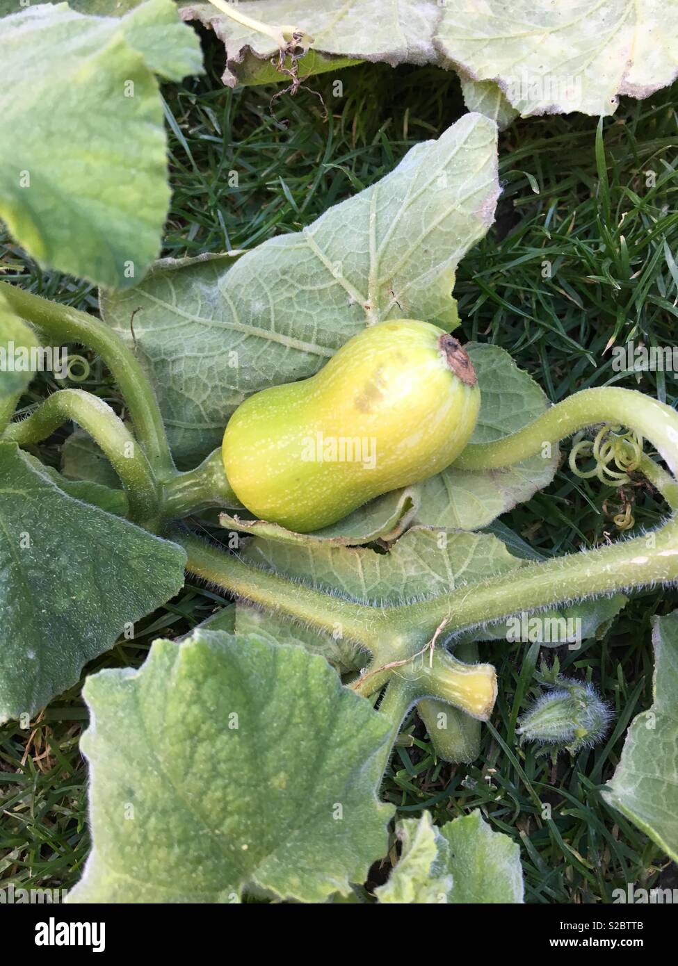 Baby squash hi-res stock photography and images - Alamy
