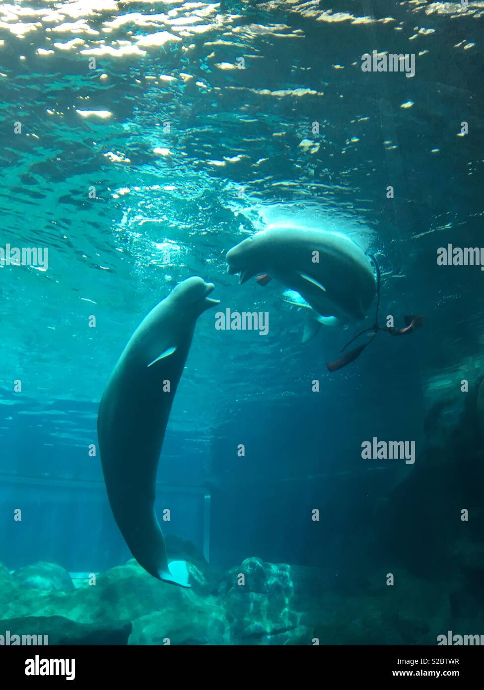 This picture was taken at the Georgia aquarium of balluga whales ...