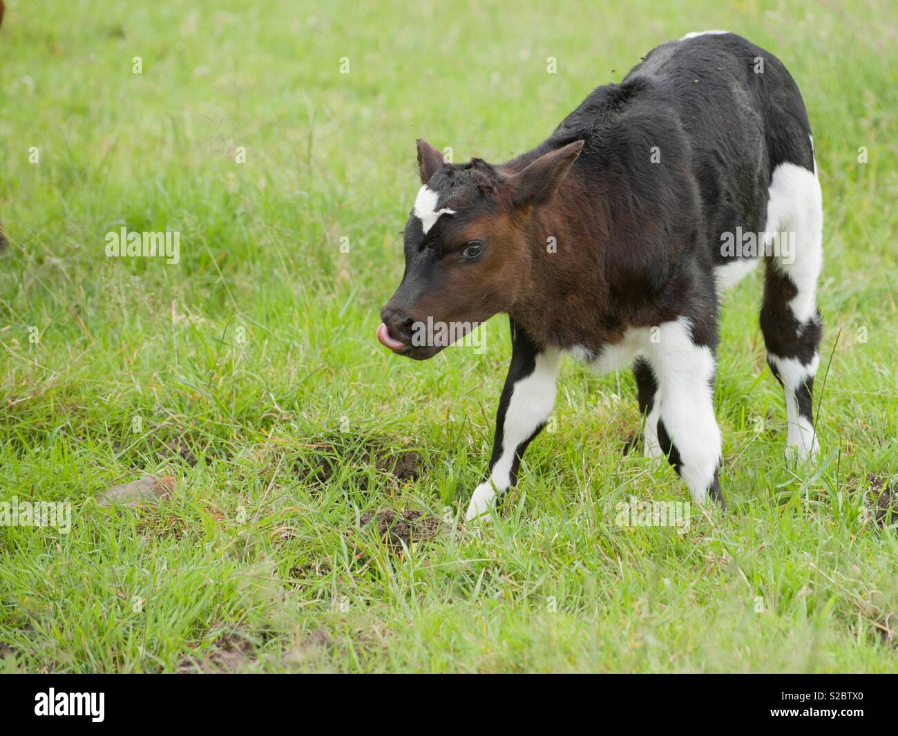 Newborn calf taking first steps Stock Photo - Alamy