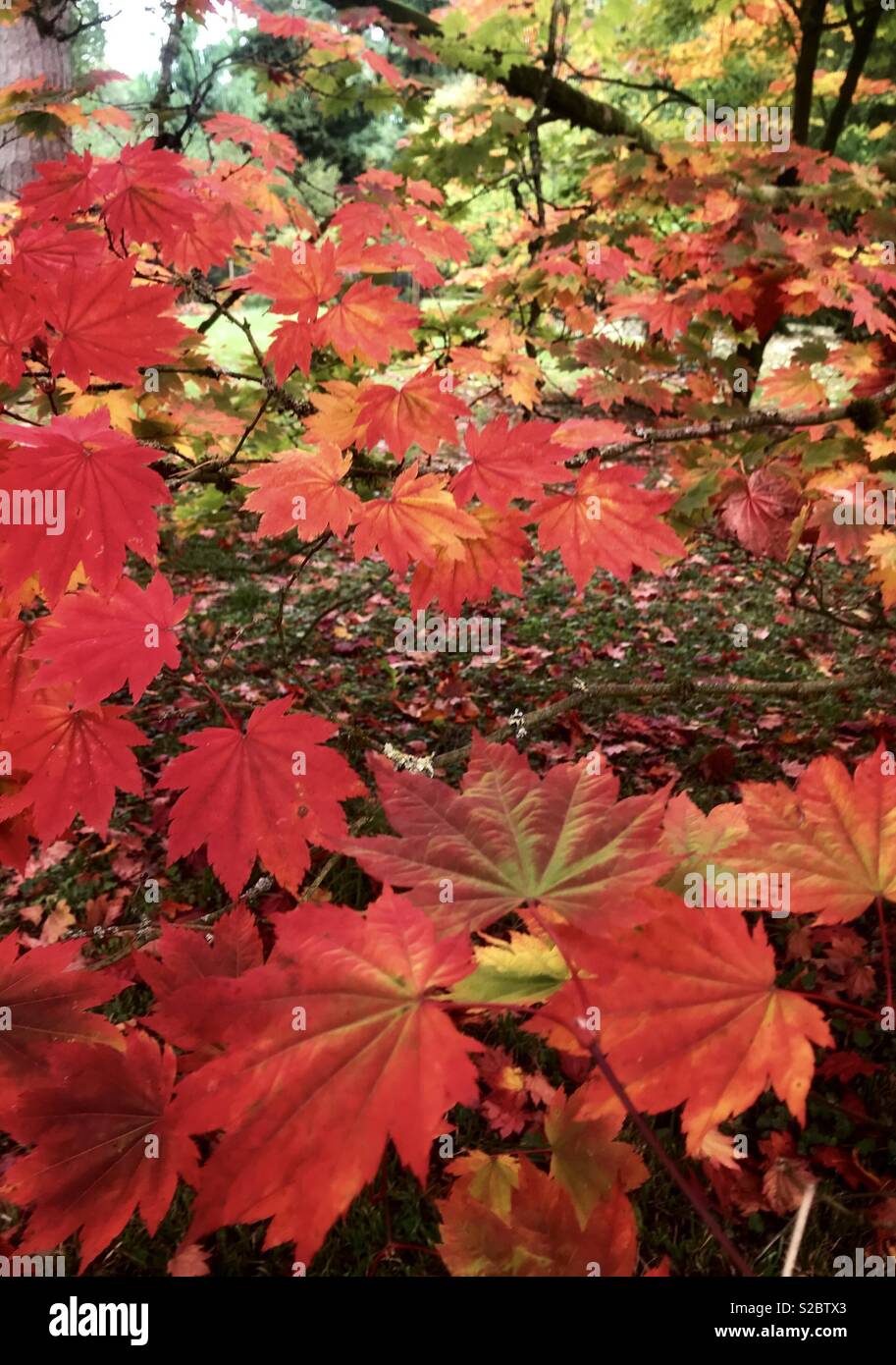 Leaves on fire hi-res stock photography and images - Alamy