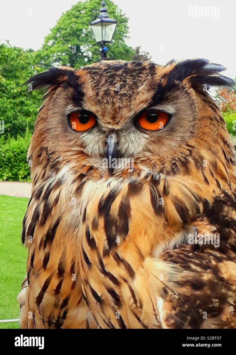 Bird of omen hi-res stock photography and images - Alamy