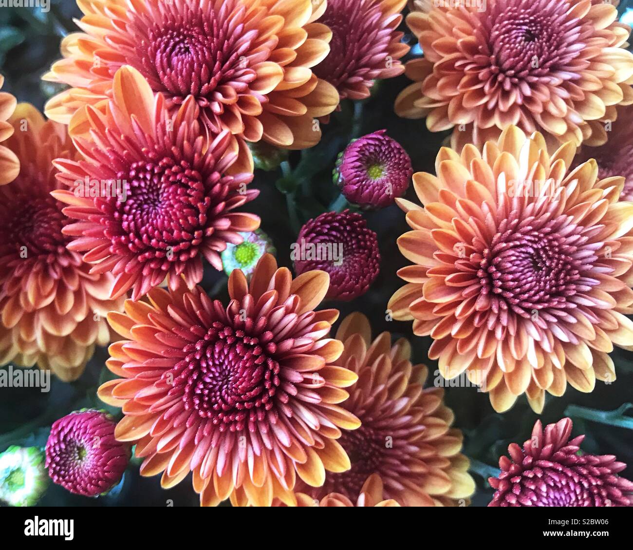 Fall mums hi-res stock photography and images - Alamy