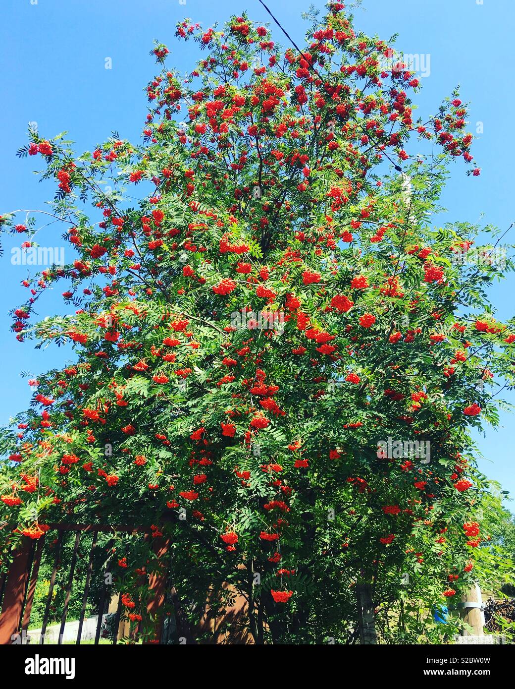Red berries tree hi-res stock photography and images - Alamy