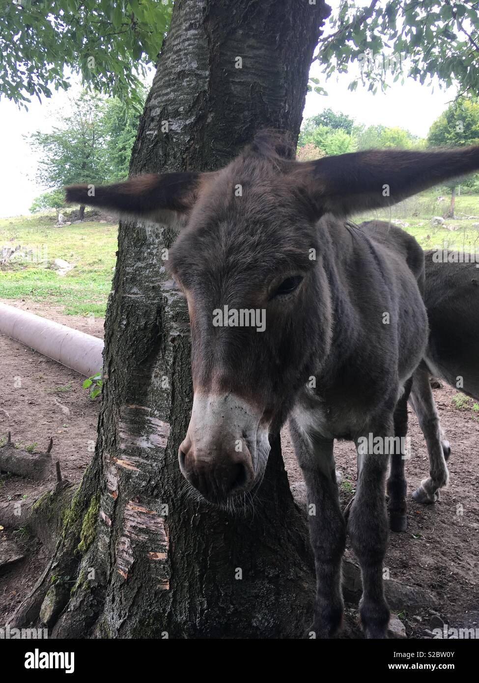 Friendly donkey hi-res stock photography and images - Alamy