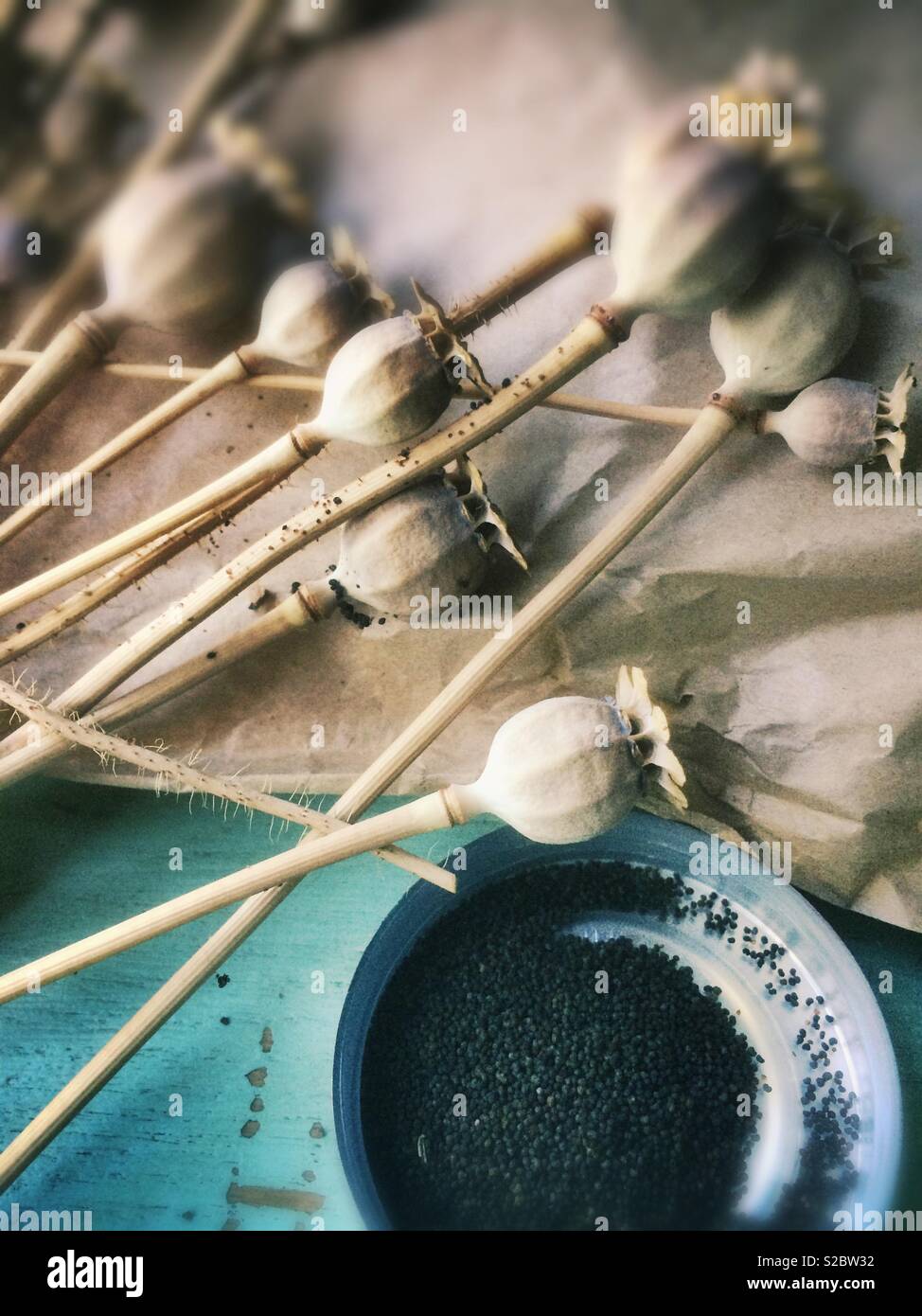 Poppy seed heads hi-res stock photography and images - Alamy