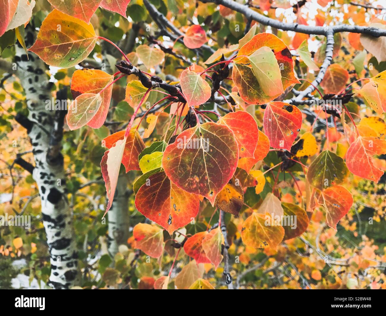 Vibrant autumn Aspen leaves bursting with red, yellow, and orange ...