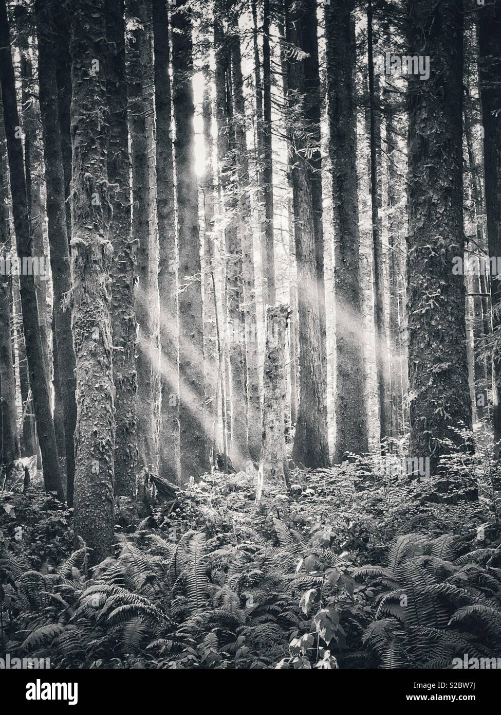 Rays of light in the forest Stock Photo - Alamy