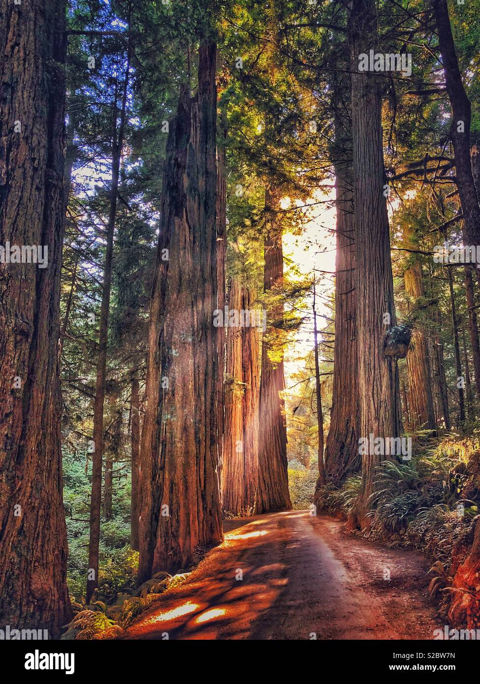 Path into redwoods hi-res stock photography and images - Alamy