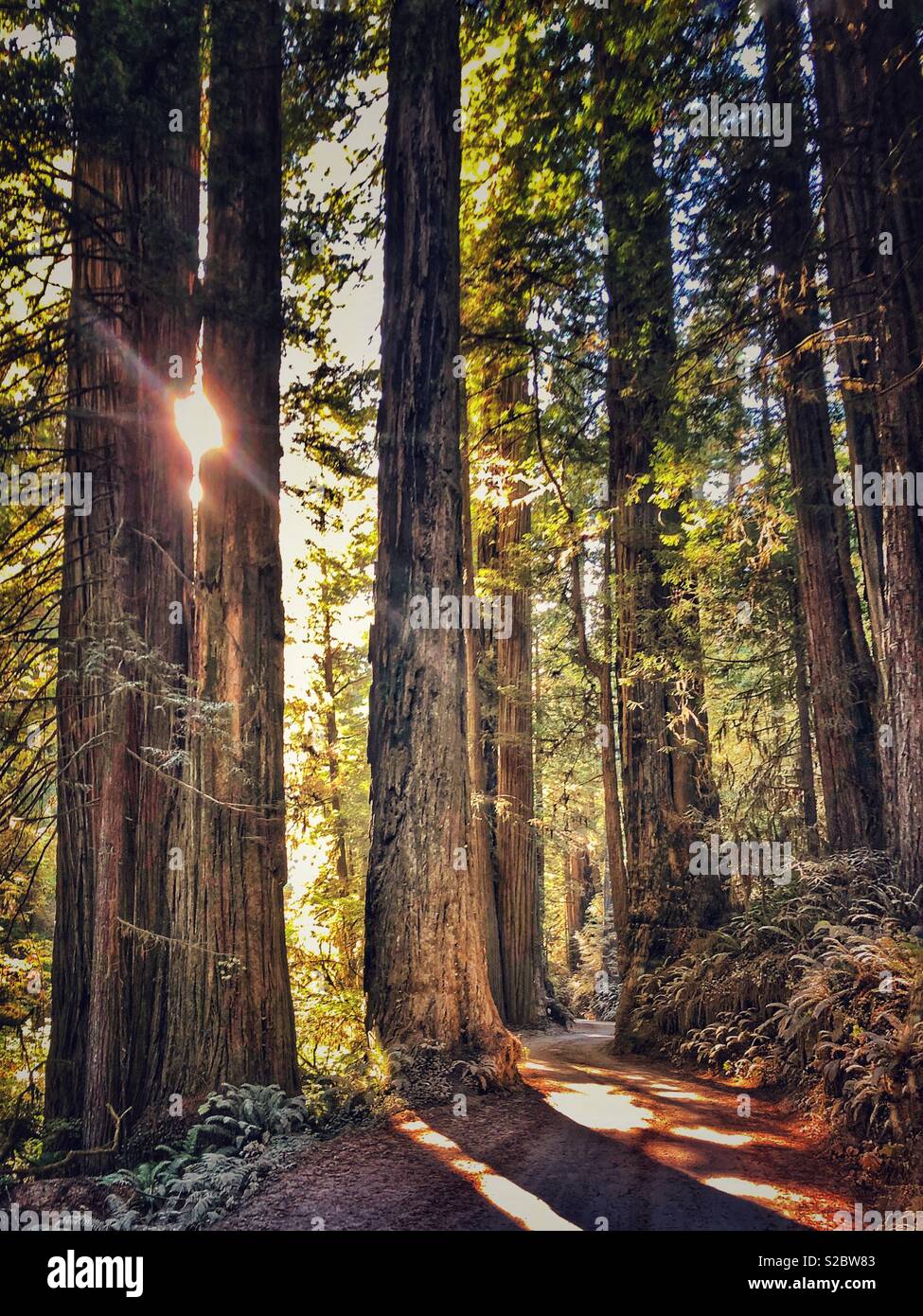 Road through the redwoods hi-res stock photography and images - Alamy