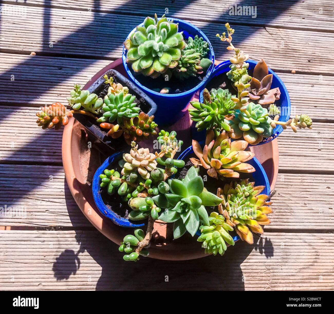 Sunshine succulents hi-res stock photography and images - Alamy