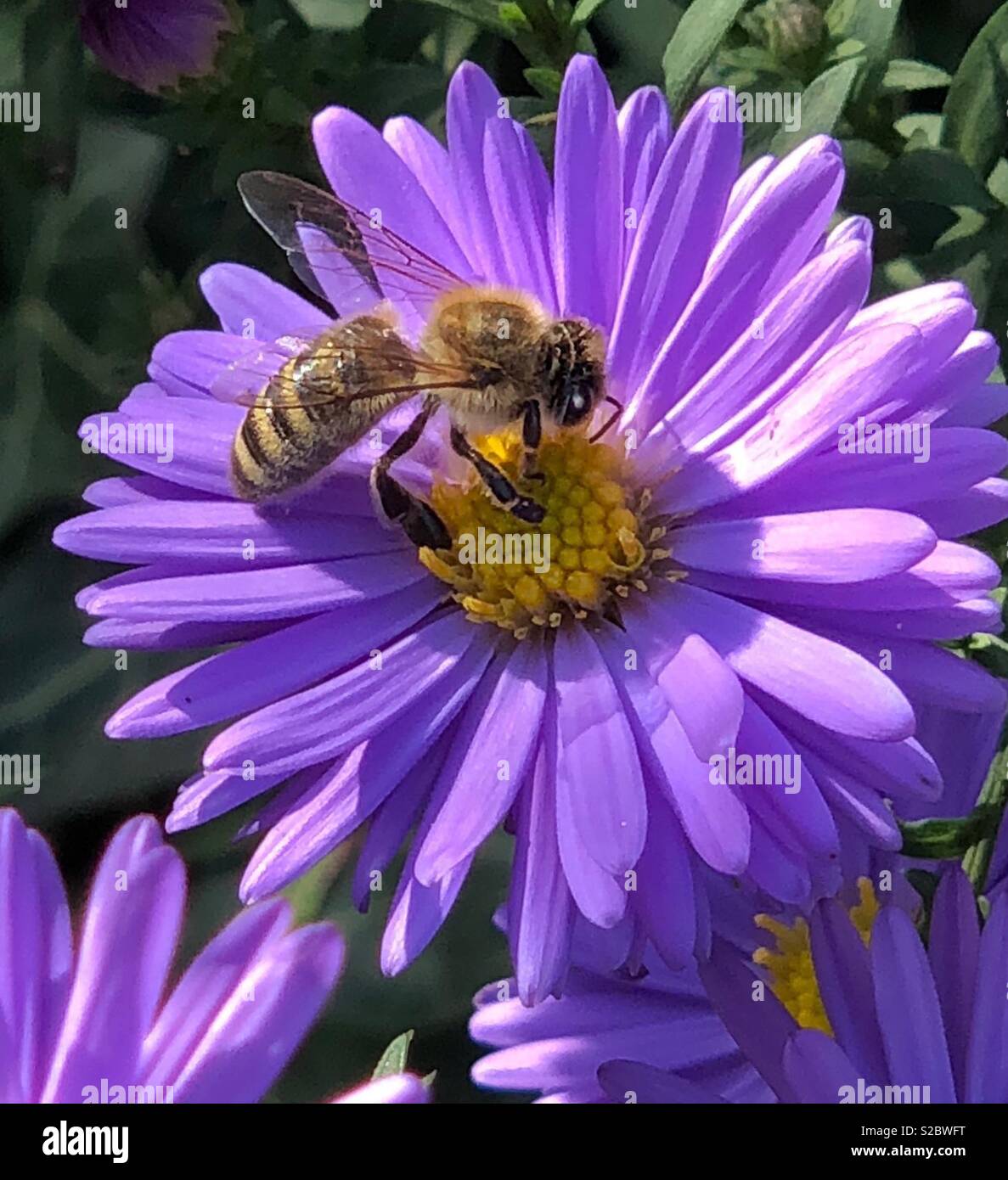 Busy bee closeup on smartphone stock photos and images - Alamy