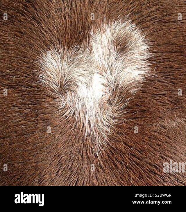 Close up of a white Heart drown by hairs on a horse forehead uk Stock ...