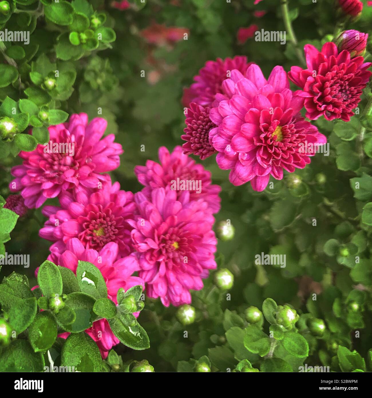 Mums flowers hi-res stock photography and images - Alamy