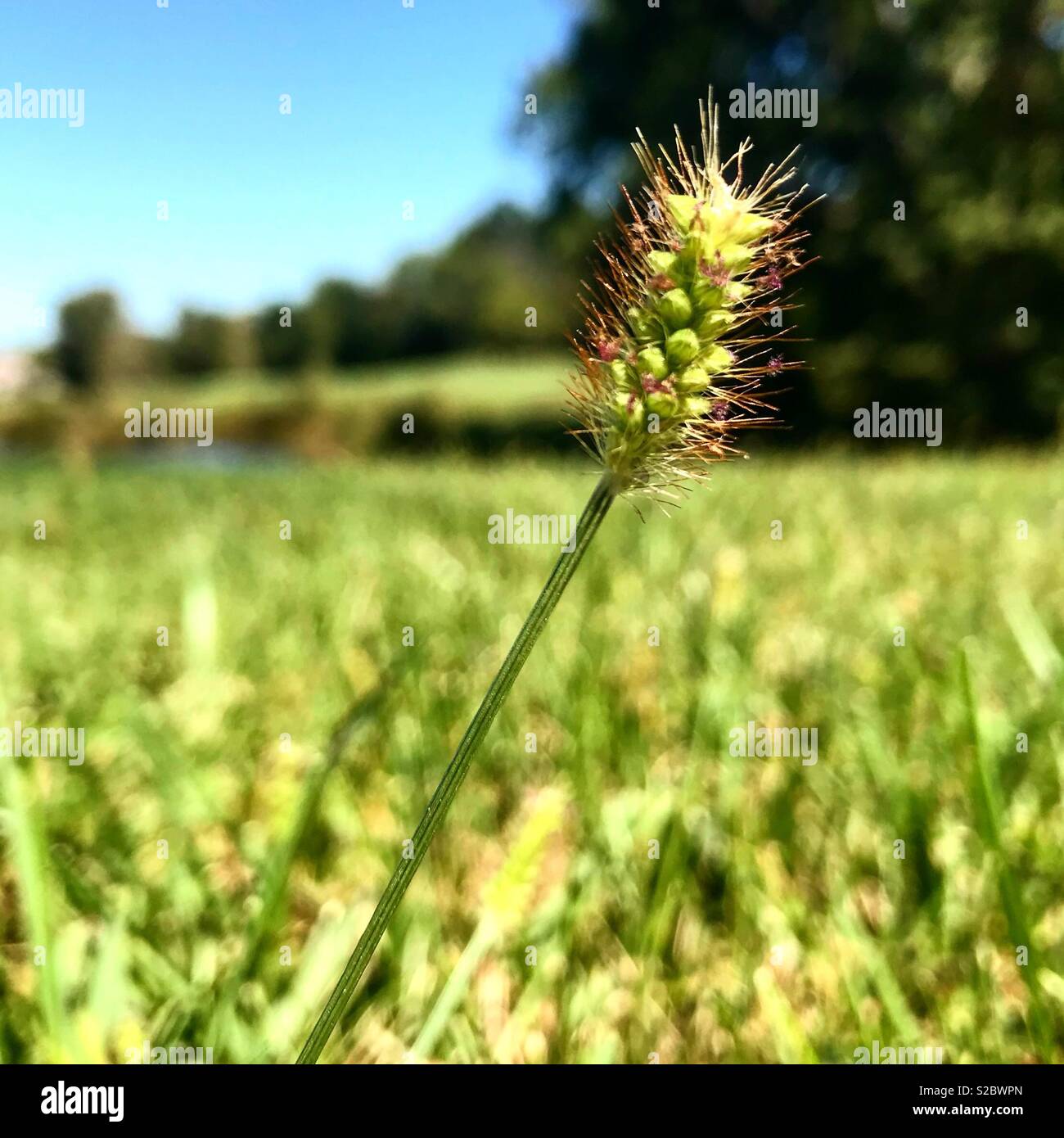 Beautiful weeds hi-res stock photography and images - Alamy