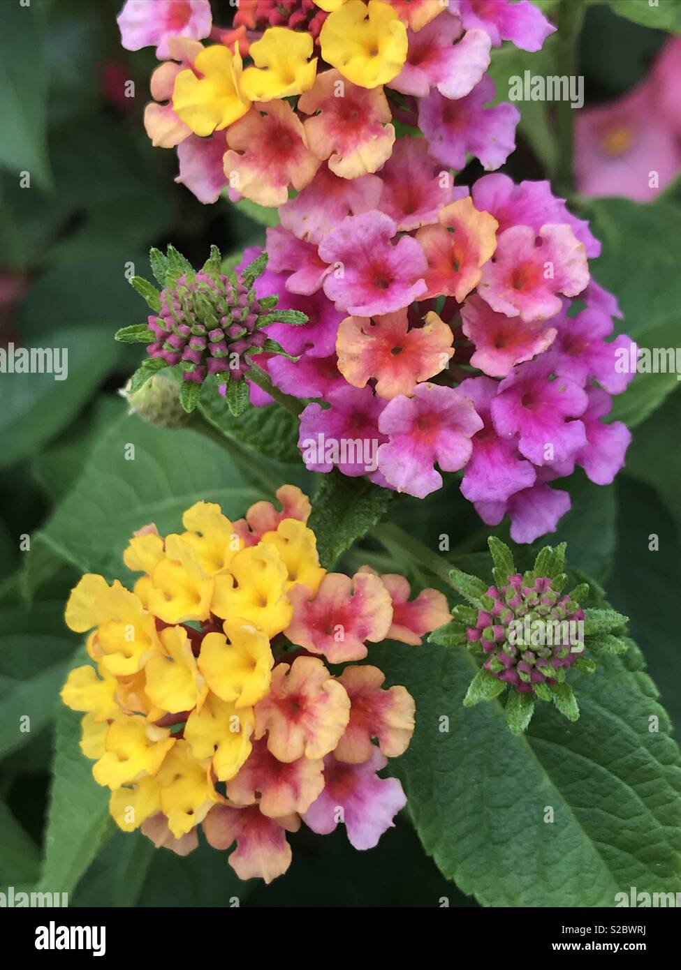 Budding flowers hi-res stock photography and images - Alamy