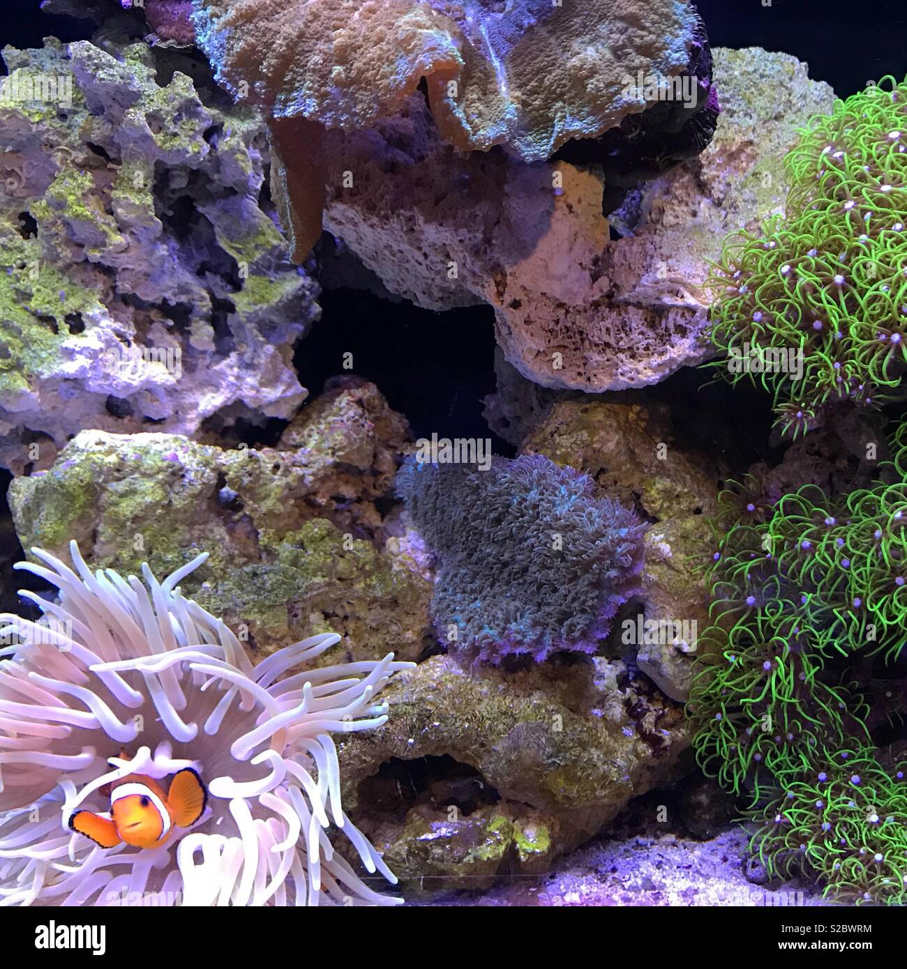 Finding Nemo Anemone High Resolution Stock Photography and Images - Alamy