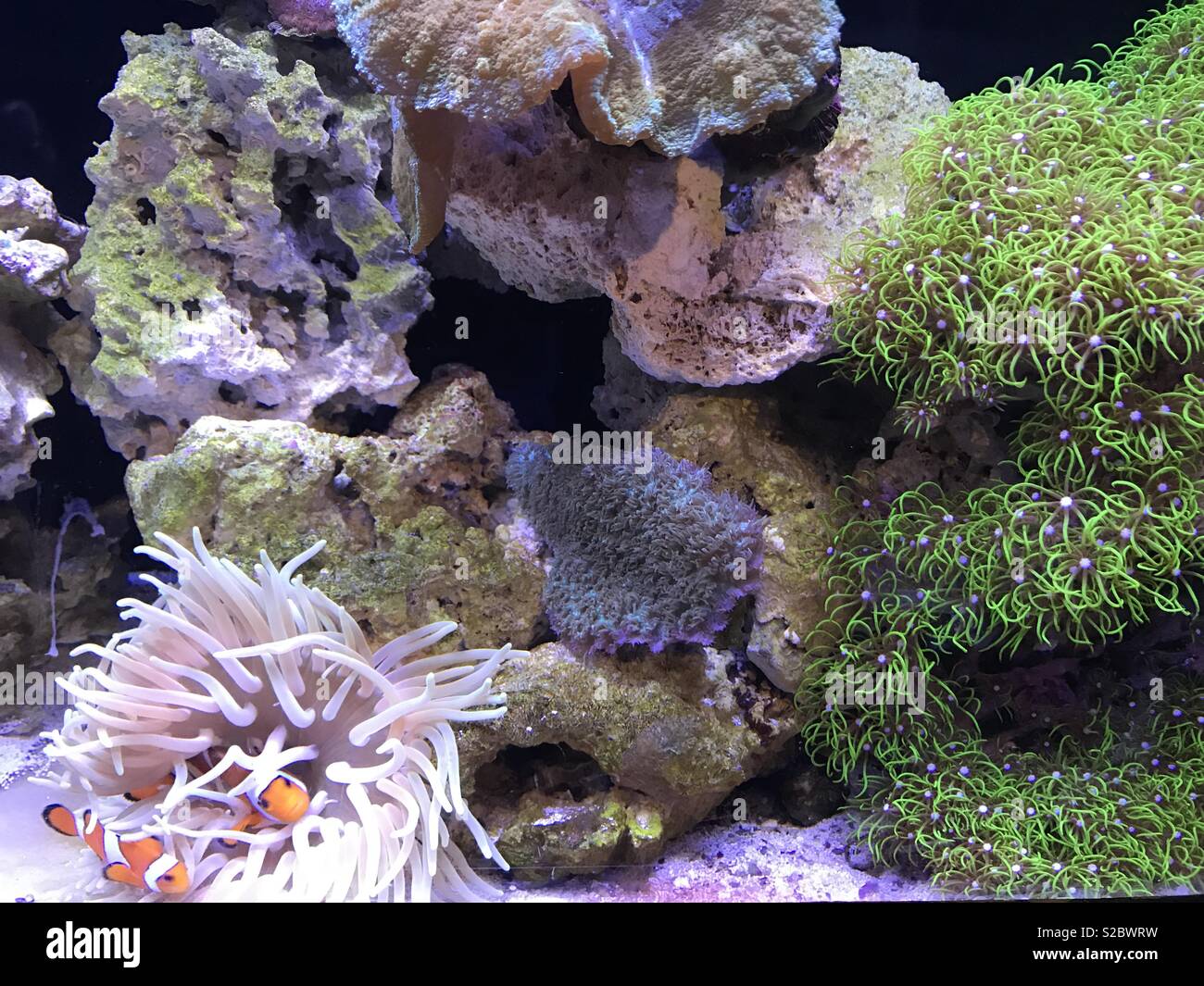 Double Fish High Resolution Stock Photography and Images - Alamy