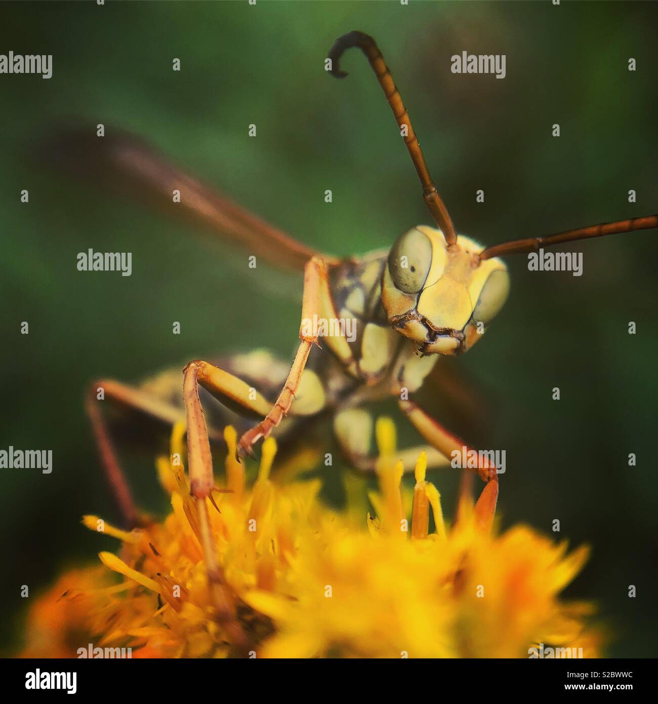Dark paper wasp hi-res stock photography and images - Alamy