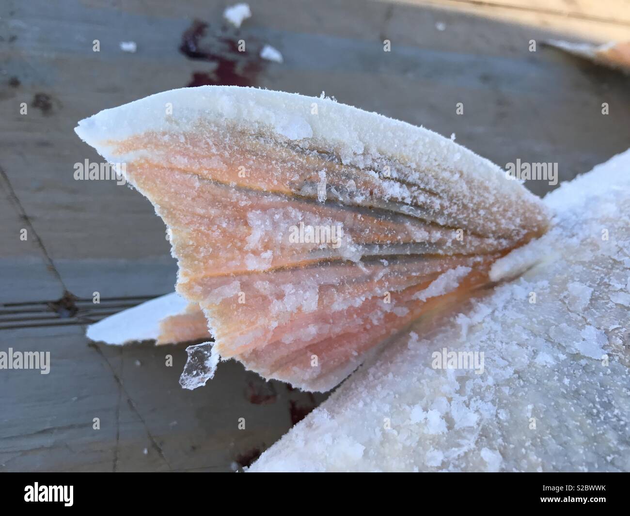 Nunavik fish hi-res stock photography and images - Alamy