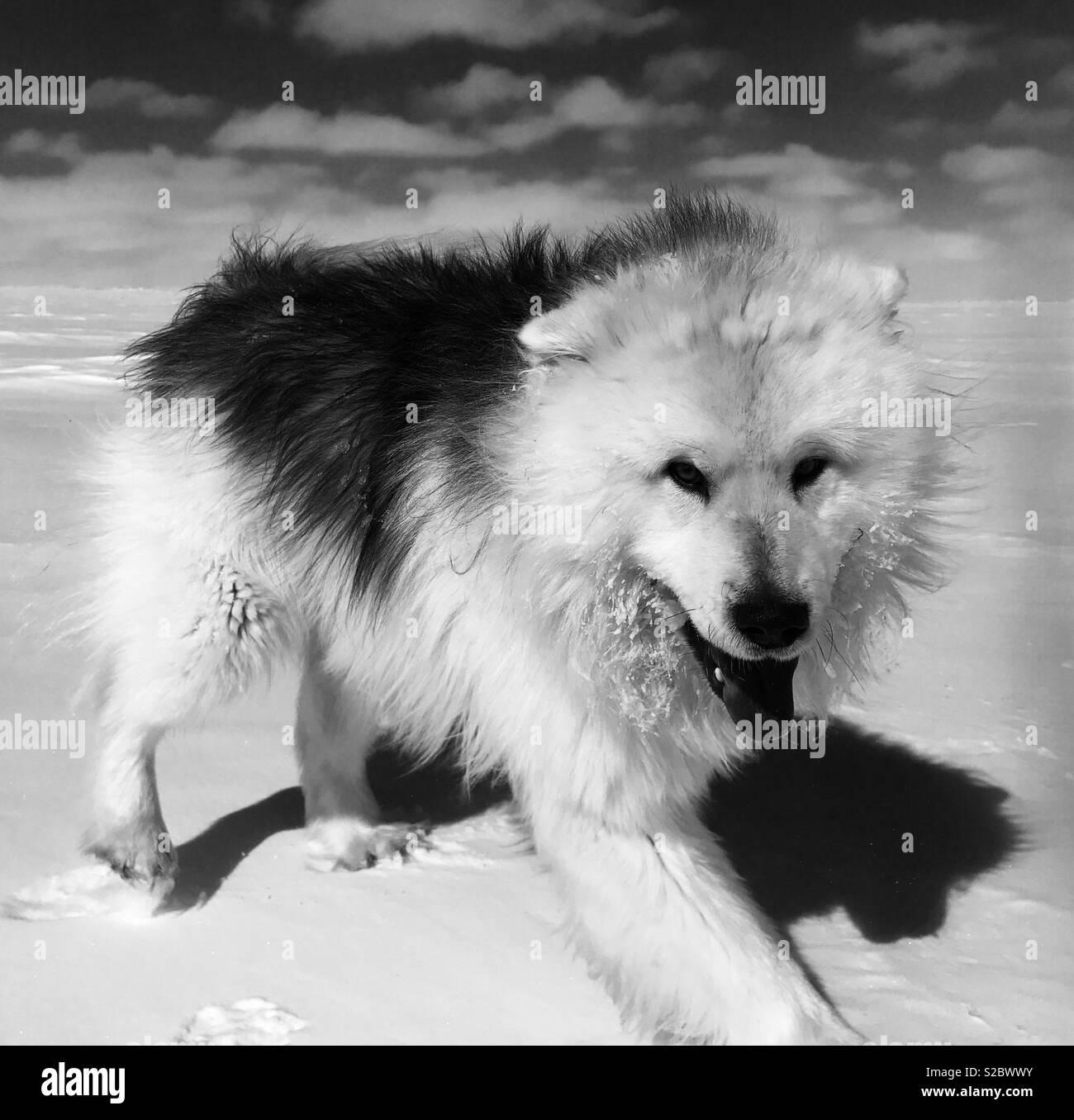 Inuit dog hi-res stock photography and images - Alamy