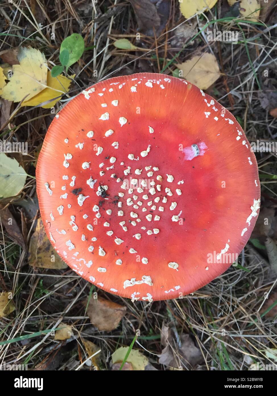Bright Red capped Toadstool Stock Photo - Alamy