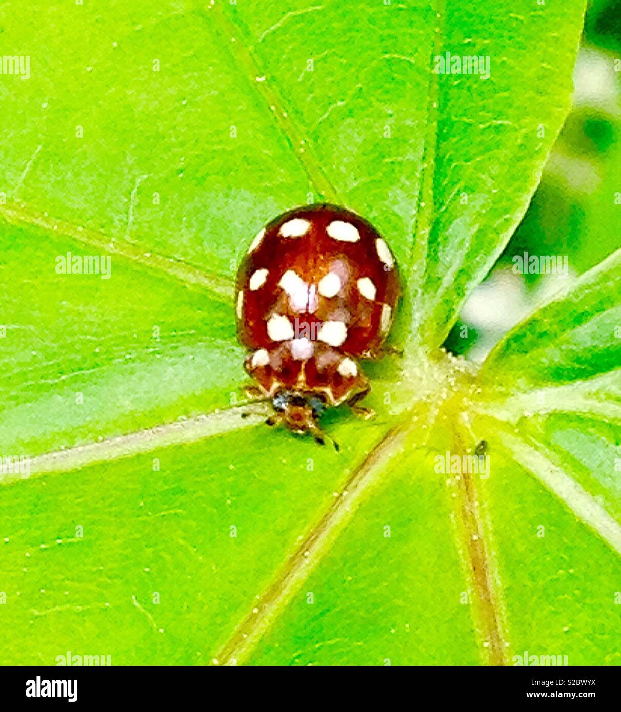 Cream spot ladybird hi-res stock photography and images - Alamy