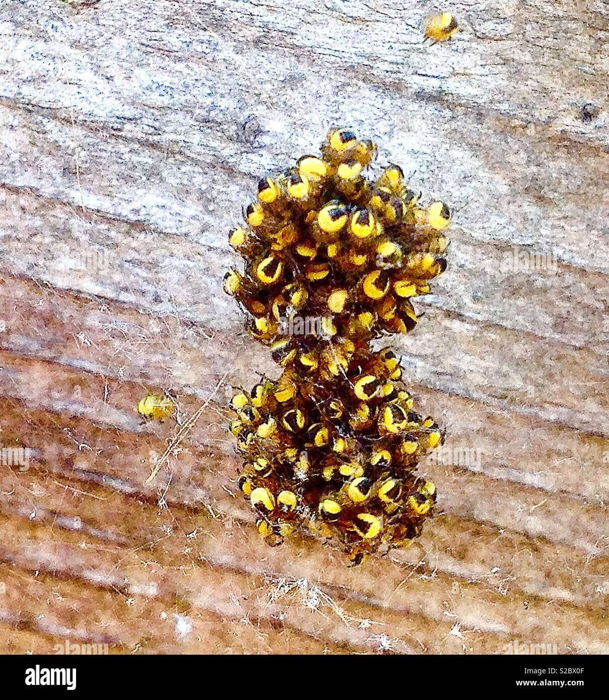 Protection from predators hi-res stock photography and images - Alamy