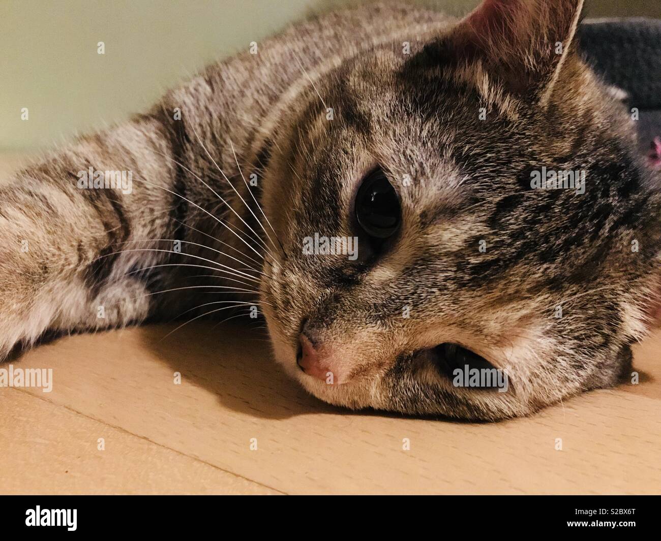 Torbie hi-res stock photography and images - Alamy
