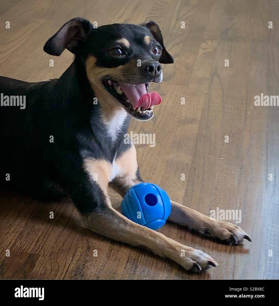 Happy and healthy pets hi-res stock photography and images - Alamy