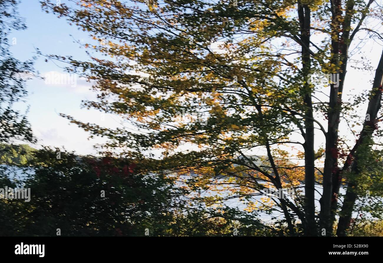 Tree leaves water Stock Photo - Alamy