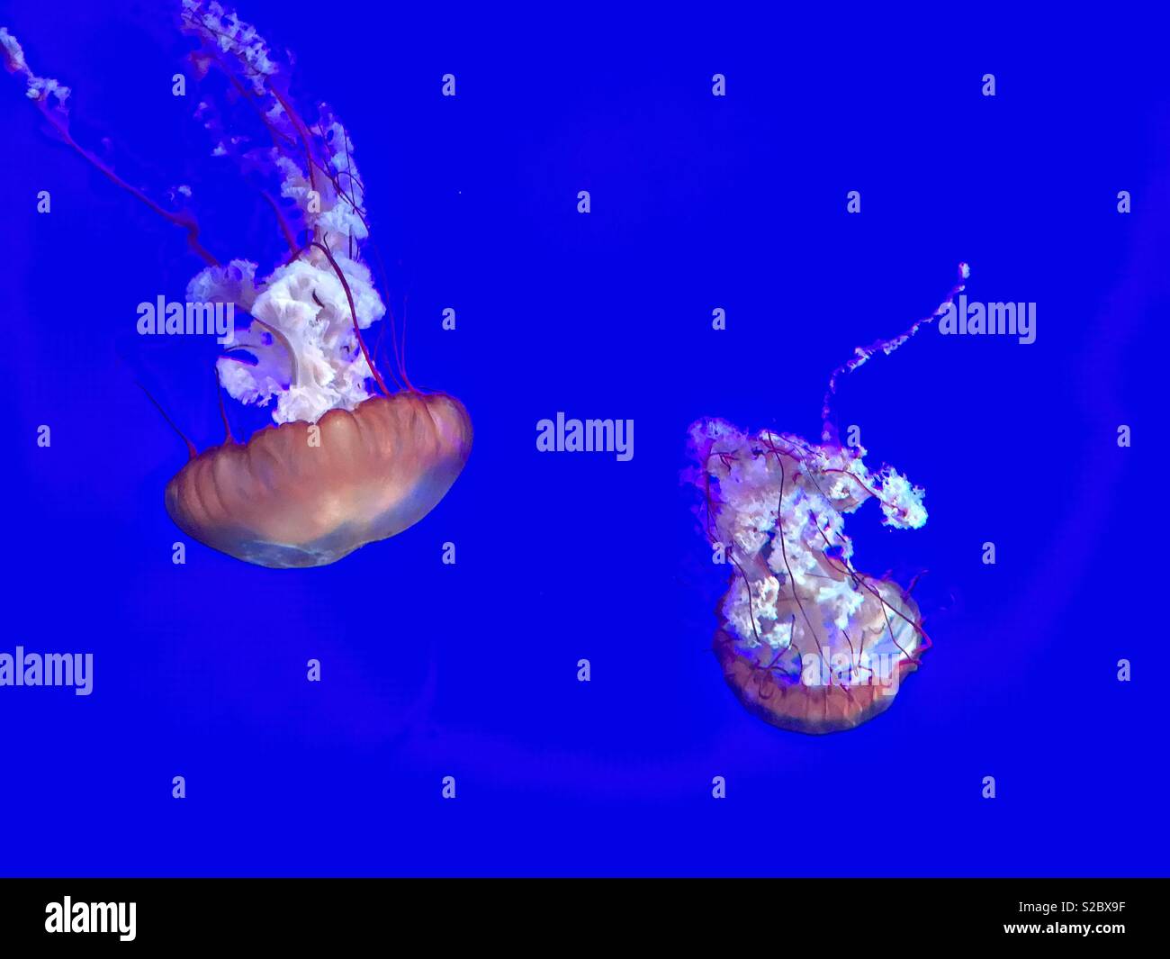 Fish and jellyfish hi-res stock photography and images - Alamy