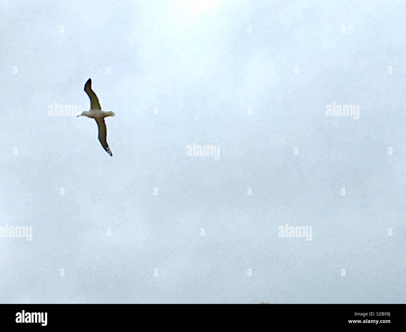Albatross flying hi-res stock photography and images - Alamy