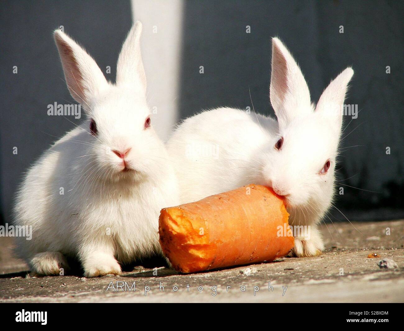 Bugs bunny carrot hi-res stock photography and images - Alamy