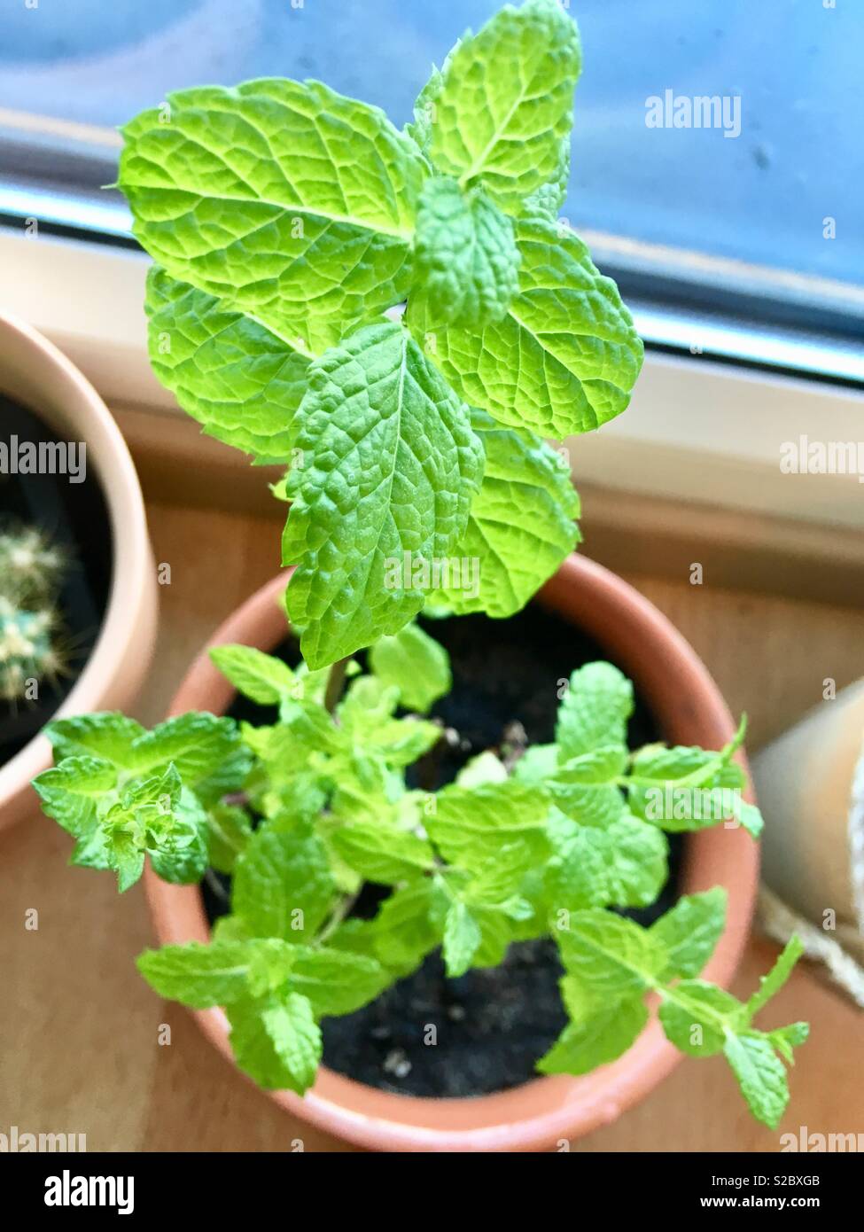 Healthy peppermint hi-res stock photography and images - Alamy