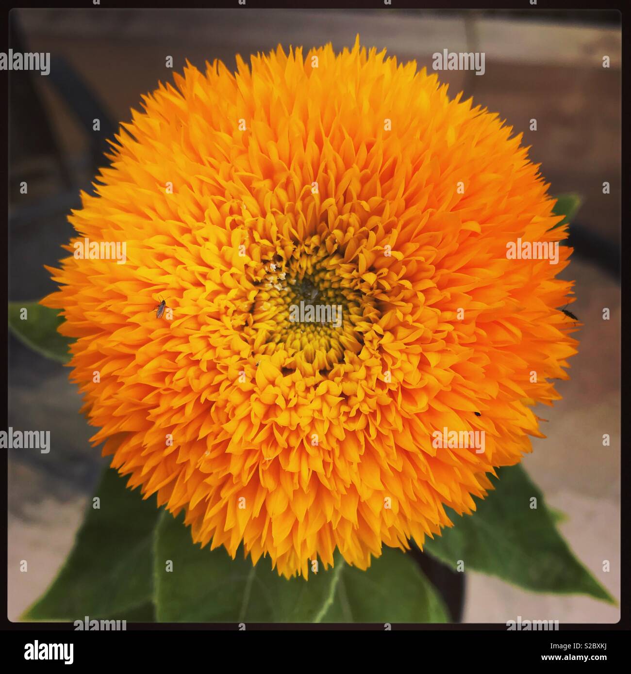 Cute little sunflower Stock Photo - Alamy