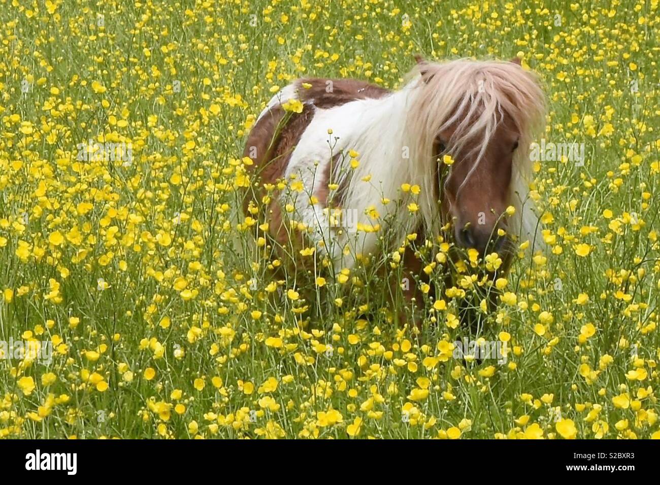 Shetland pony skewbald hi-res stock photography and images - Alamy