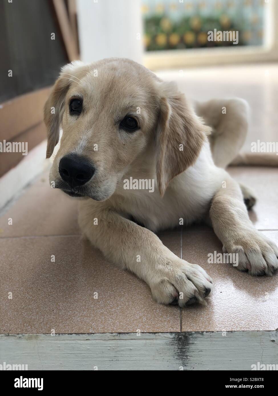 Confused dog hi-res stock photography and images - Alamy