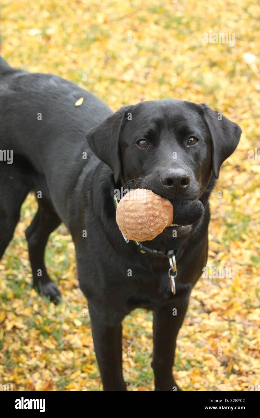 Ball is life Stock Photo - Alamy