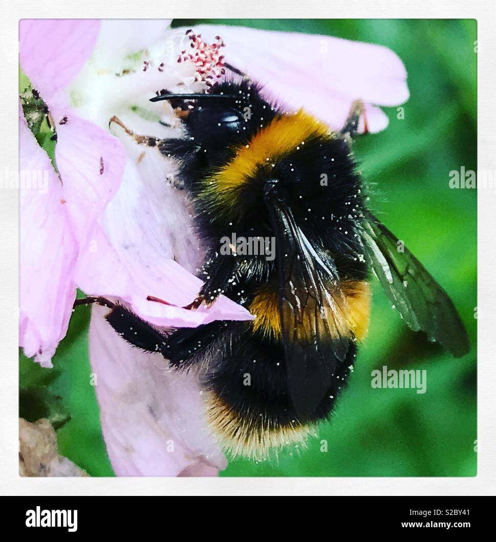 Pollen insects hi-res stock photography and images - Alamy