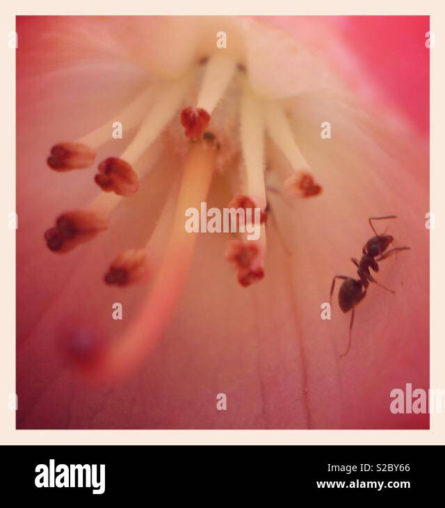 Ant at flower hi-res stock photography and images - Alamy