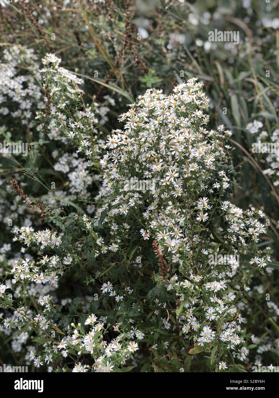 Wild arbor hi-res stock photography and images - Alamy