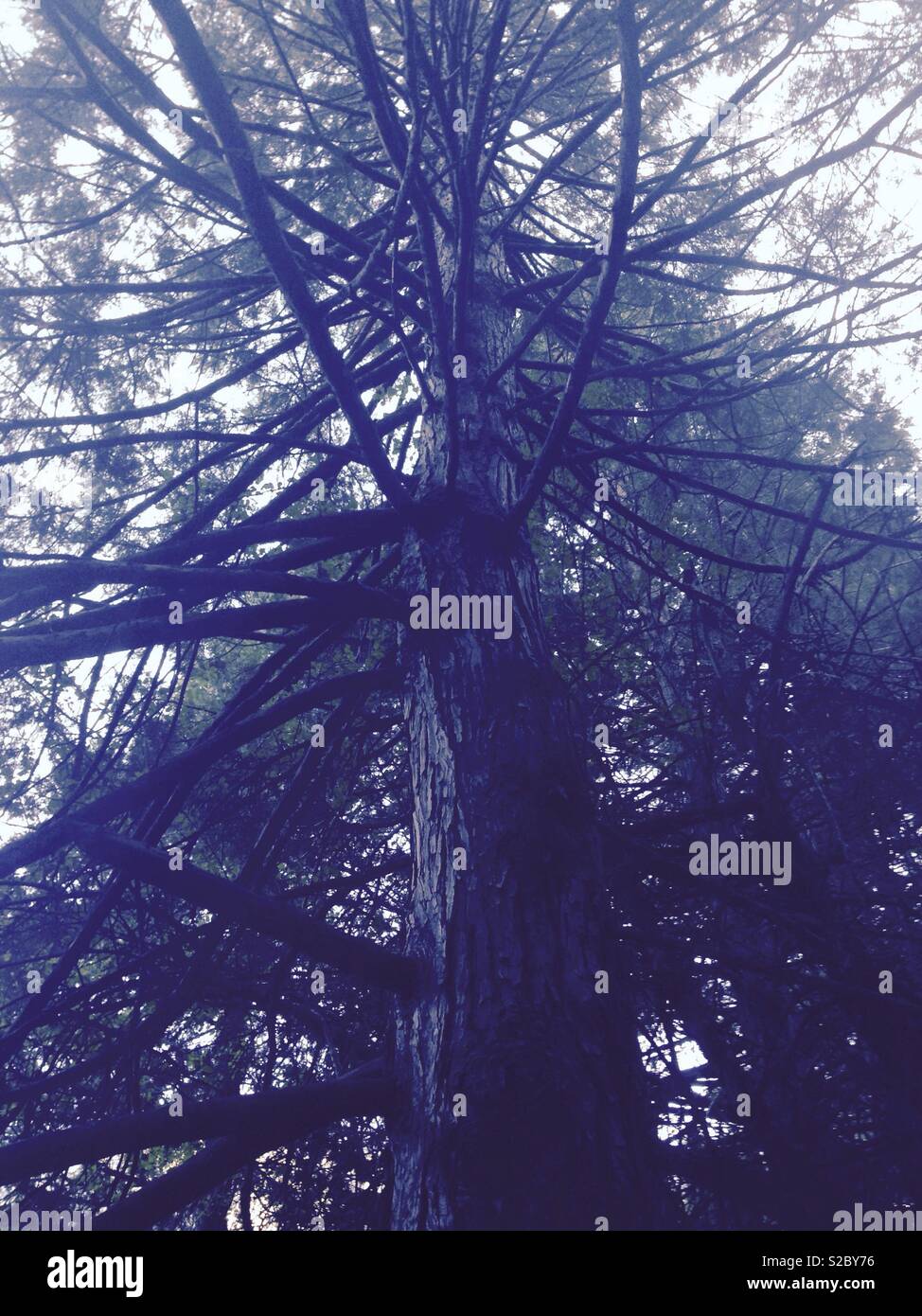 Spindly tree hi-res stock photography and images - Alamy
