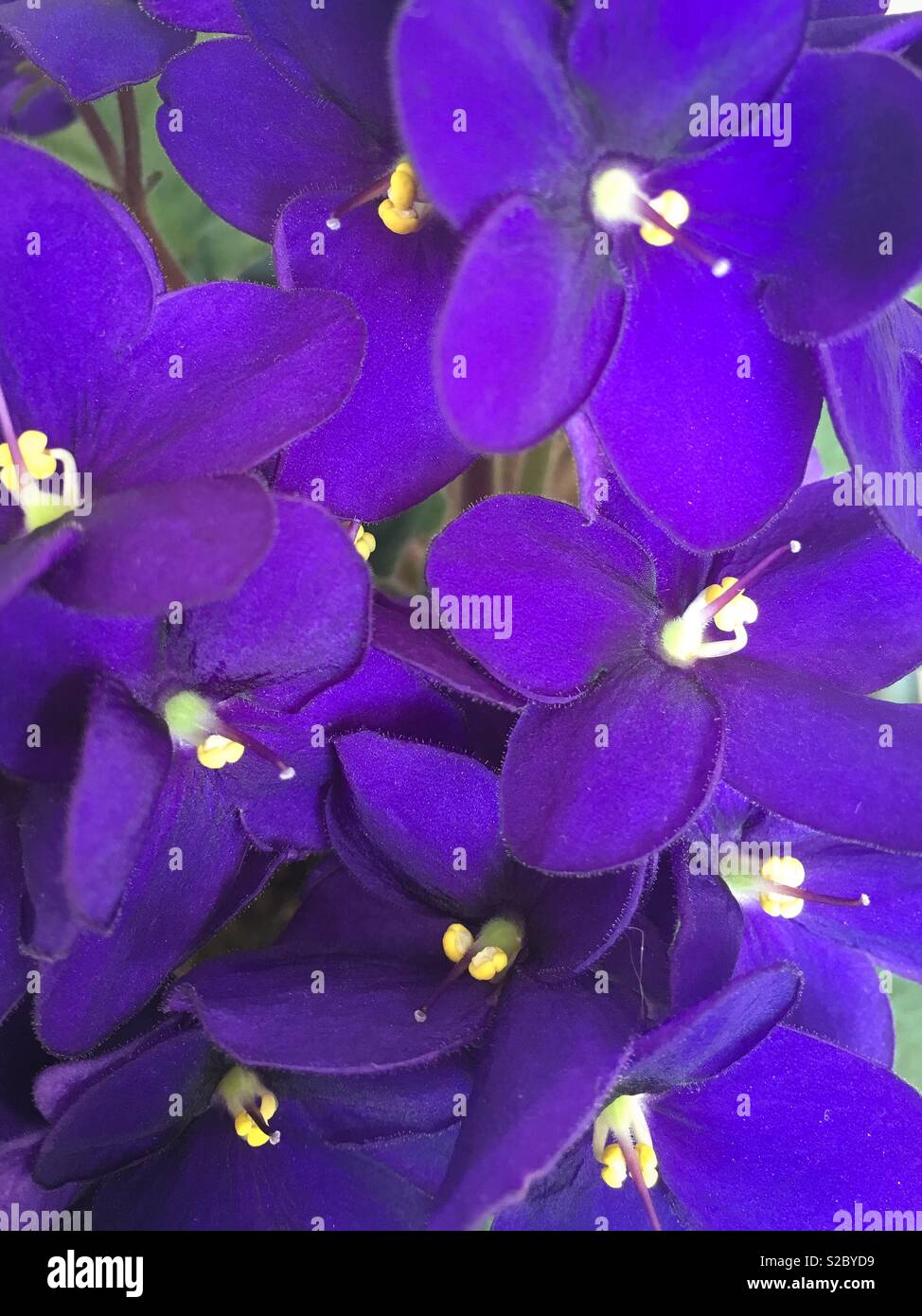 African violets hi-res stock photography and images - Alamy