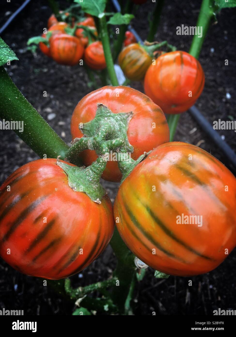 Aubergine turkish orange hi-res stock photography and images - Alamy
