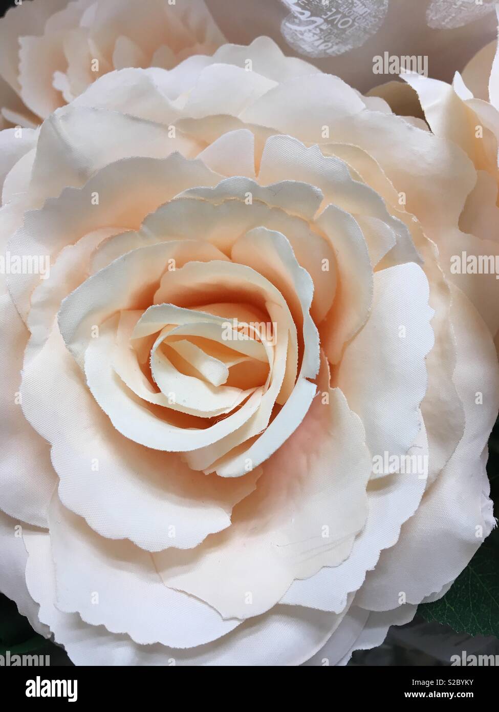 Pink and apricot rose hi-res stock photography and images - Alamy