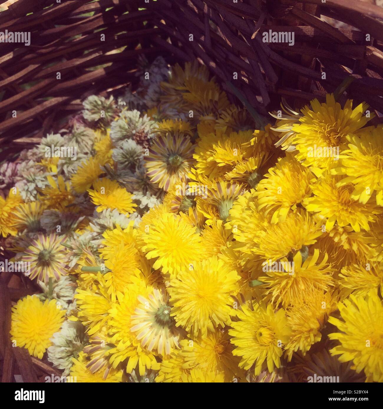Dandelions foraging hi-res stock photography and images - Alamy